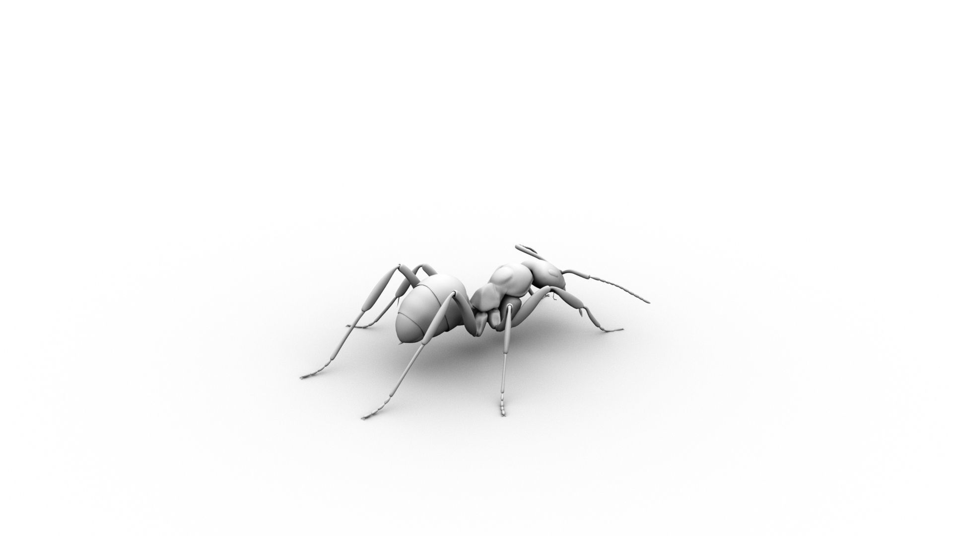 ant rig 3D model rigged | CGTrader