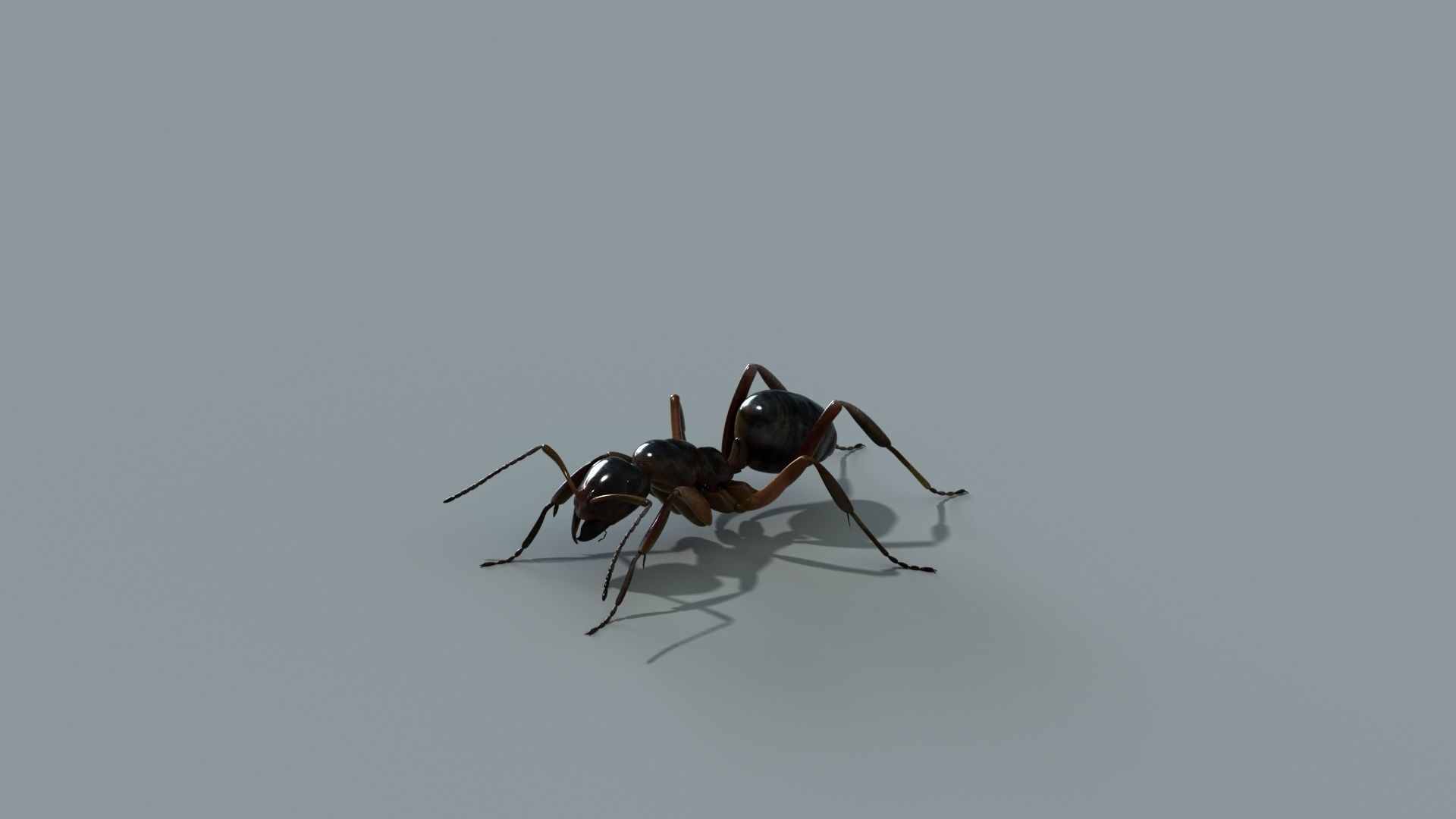 ant rig 3D model rigged | CGTrader