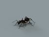 ant rig 3D model rigged | CGTrader