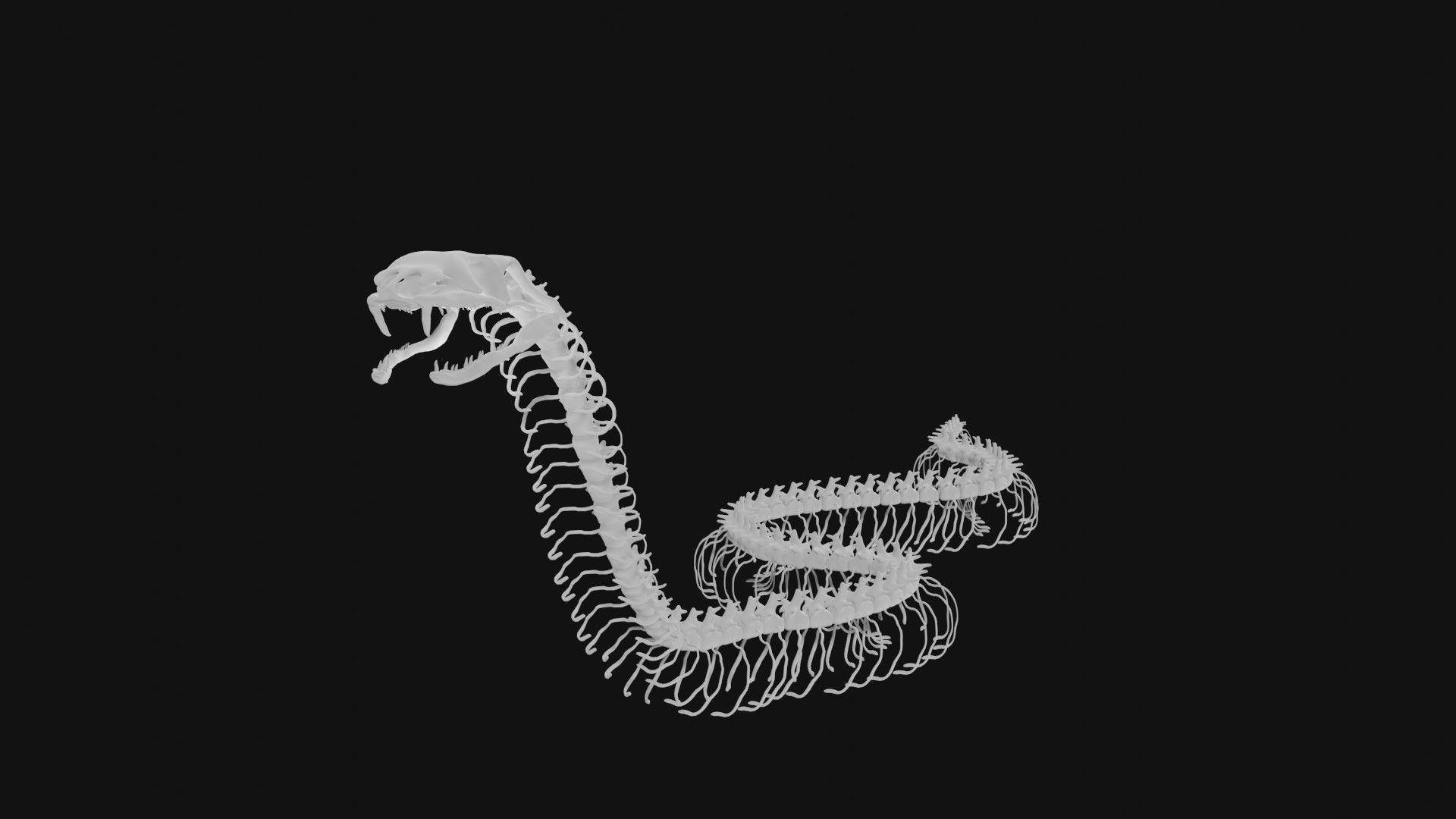 Snake skeleton 3D model | CGTrader