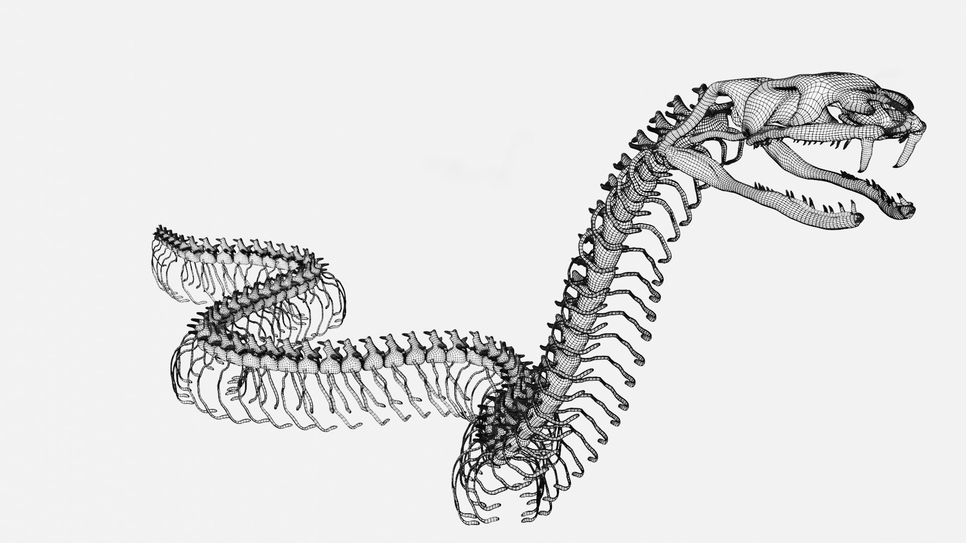 Snake skeleton 3D model | CGTrader