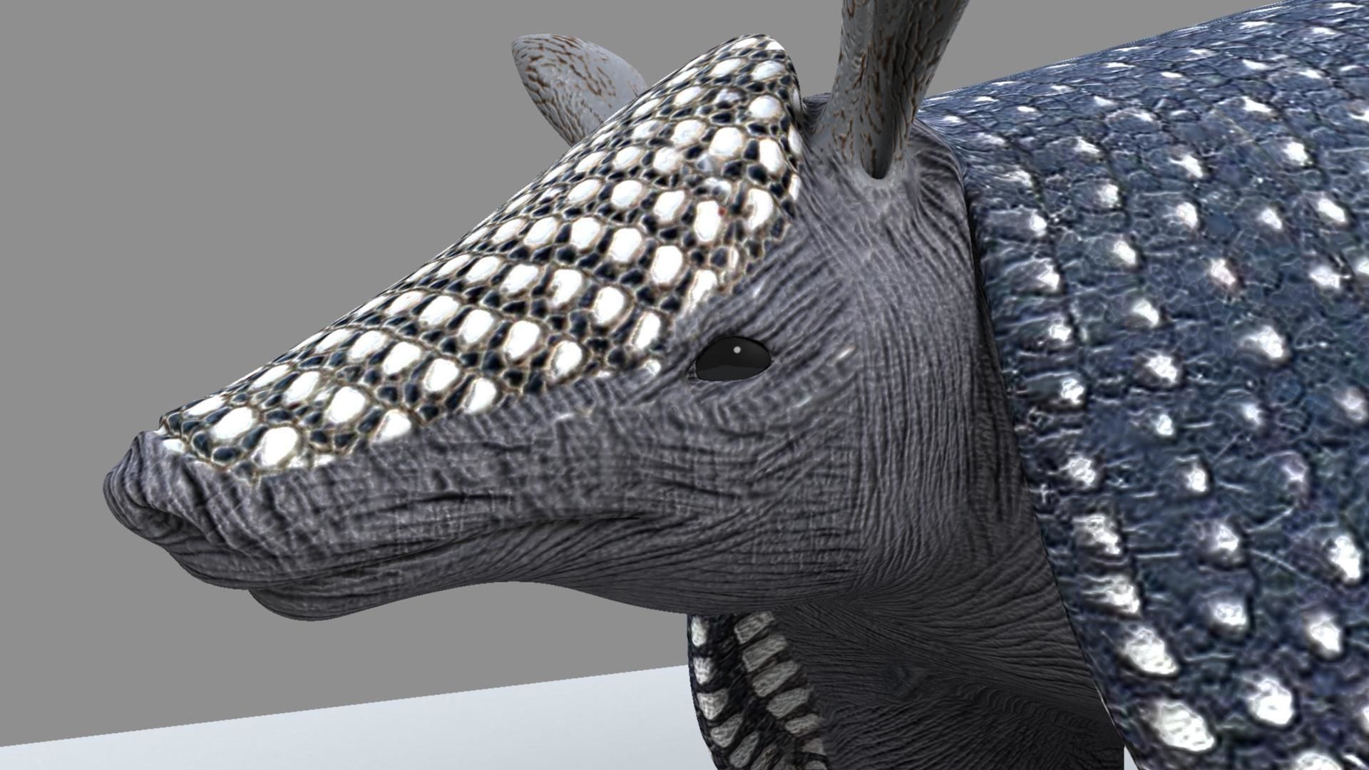 Armadillo 3D model | CGTrader