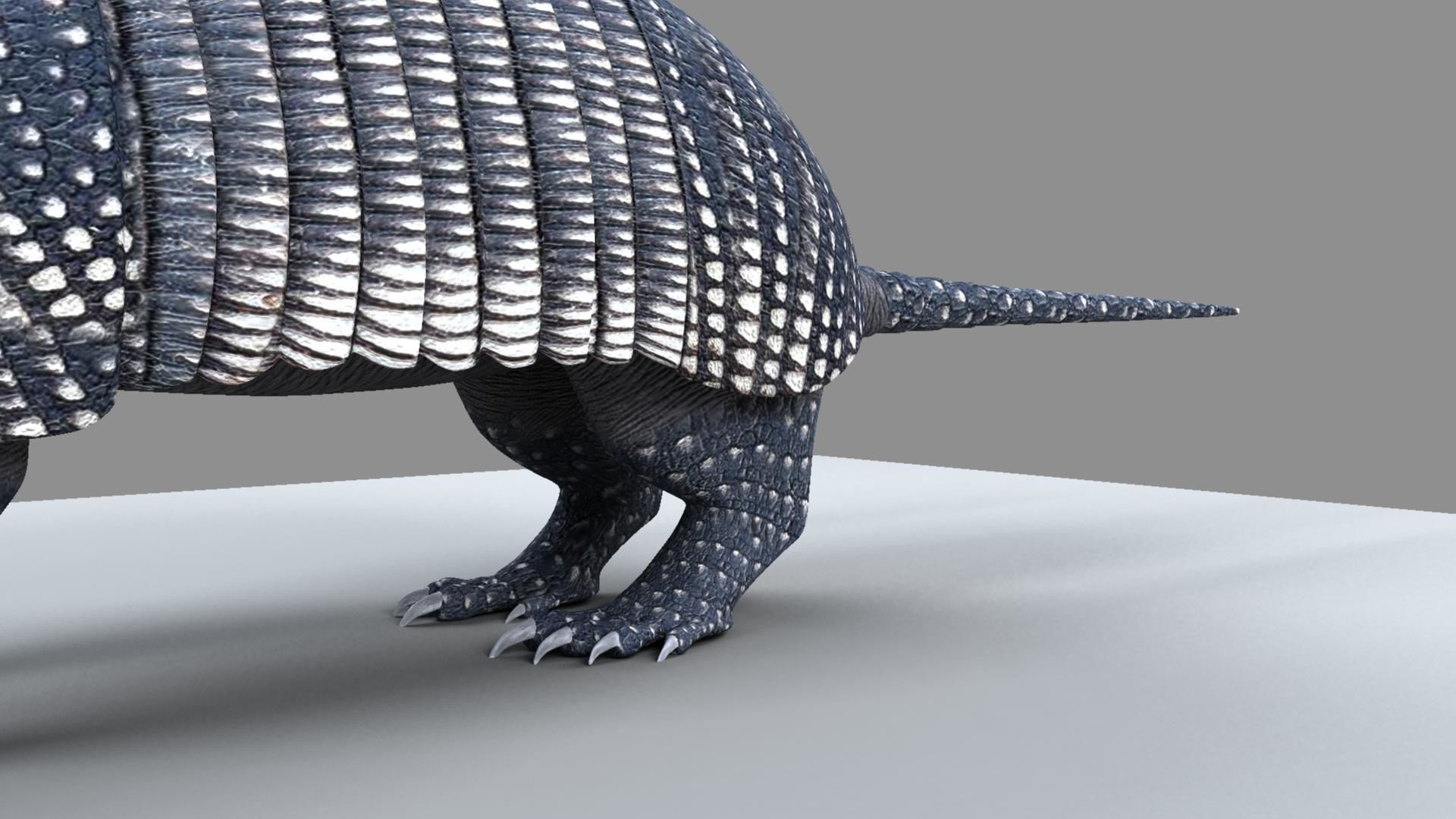 Armadillo 3D model | CGTrader
