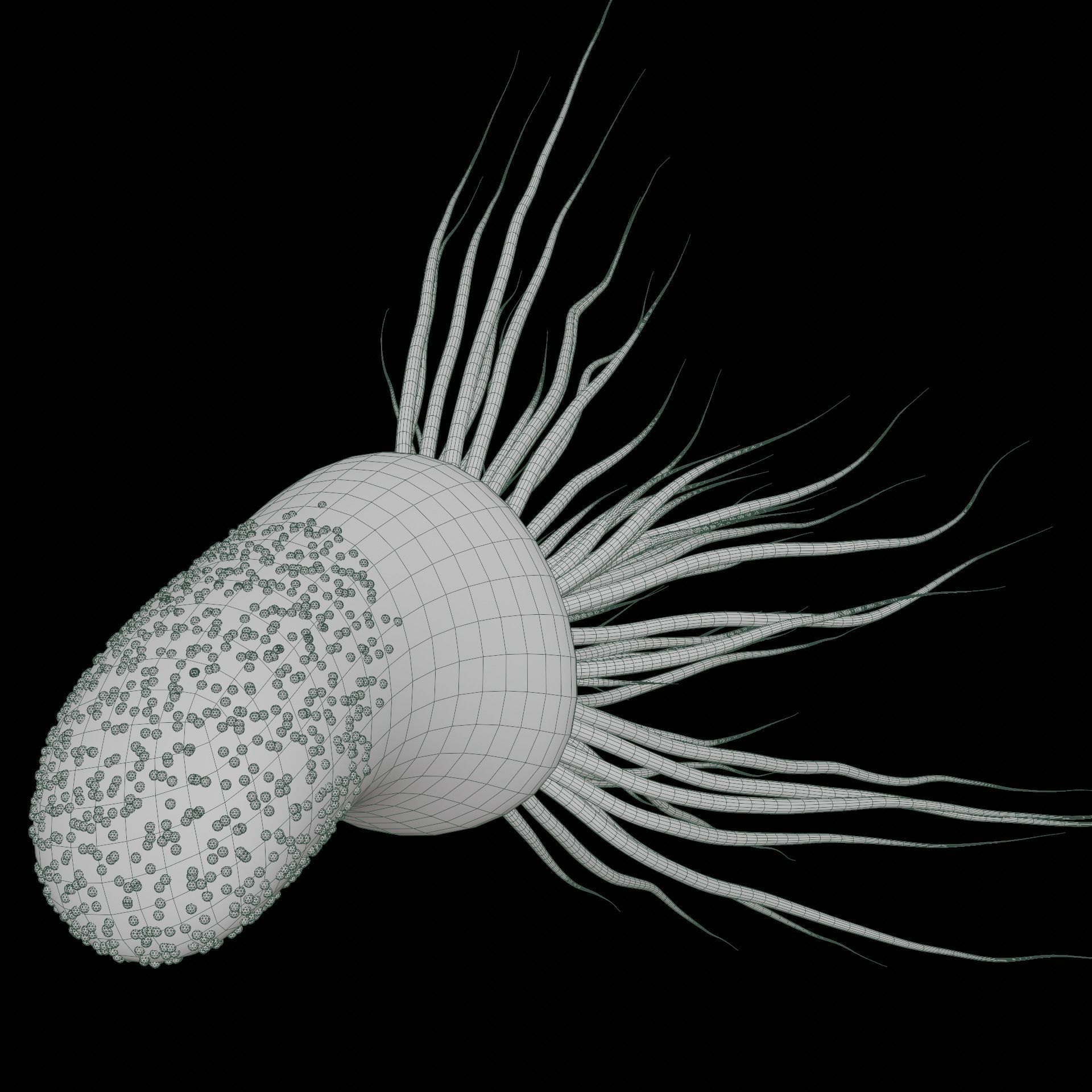 Bacteria 3D Model jellyfish 3D model | CGTrader