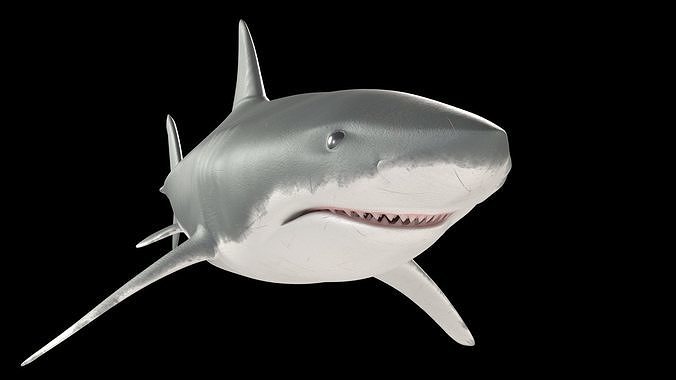 White shark 3D model | CGTrader