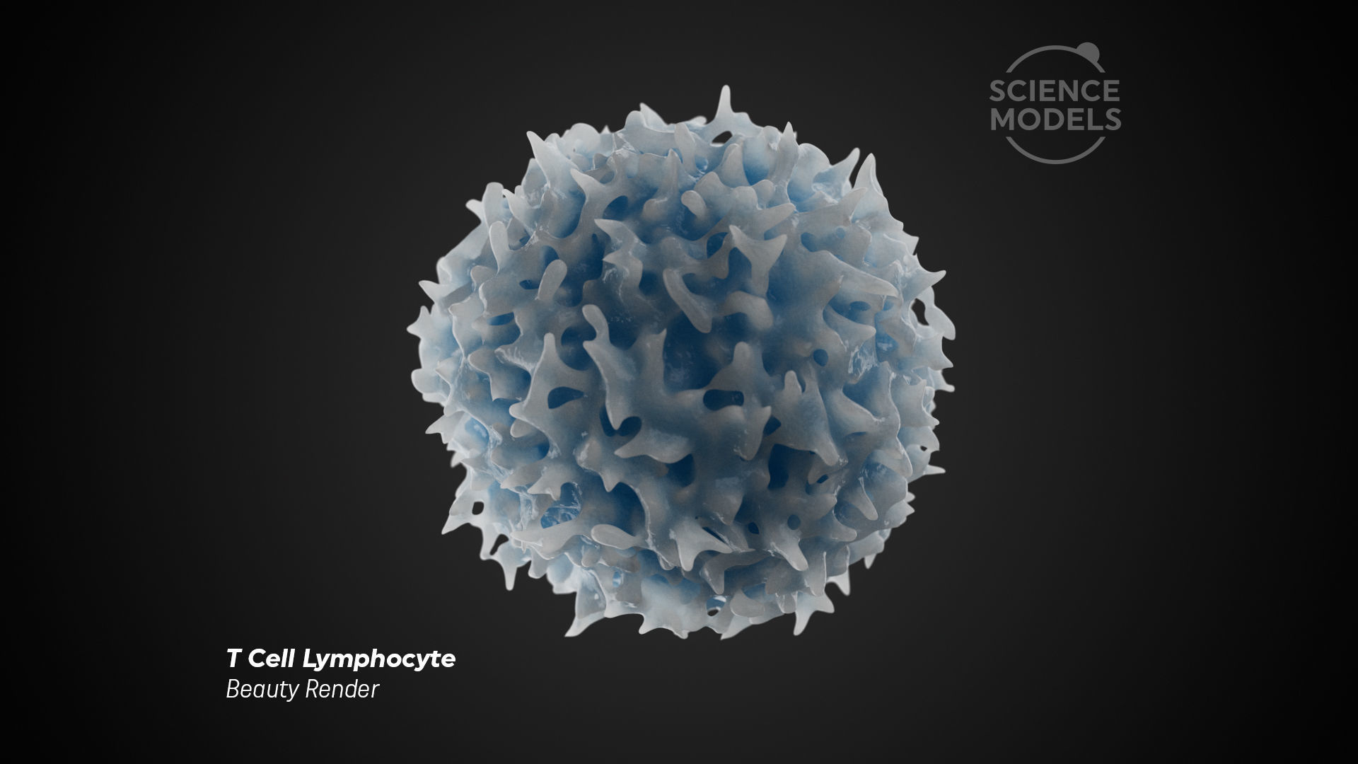 T Cell Lymphocyte 3D model | CGTrader