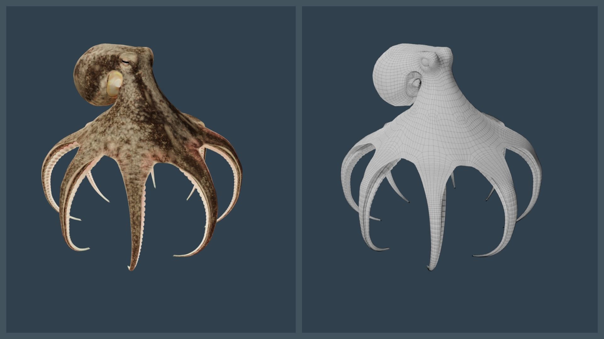 3D model Animated Southern Keeled Octopus VR / AR / low-poly | CGTrader