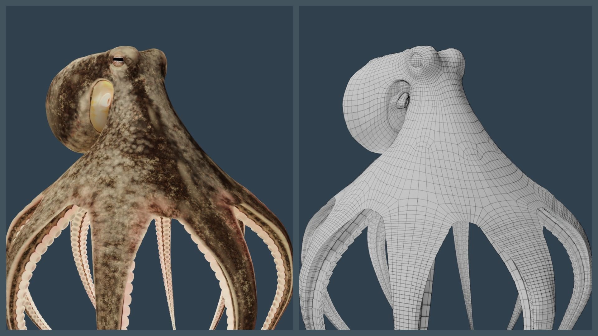 3D model Animated Southern Keeled Octopus VR / AR / low-poly | CGTrader