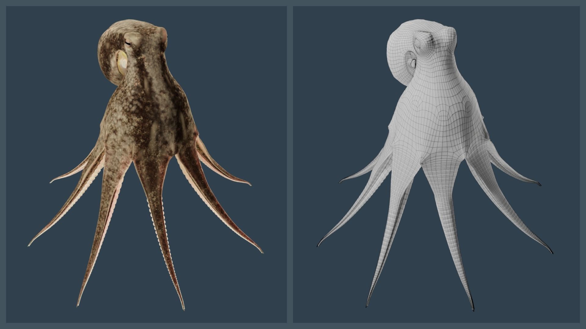 3D model Animated Southern Keeled Octopus VR / AR / low-poly | CGTrader