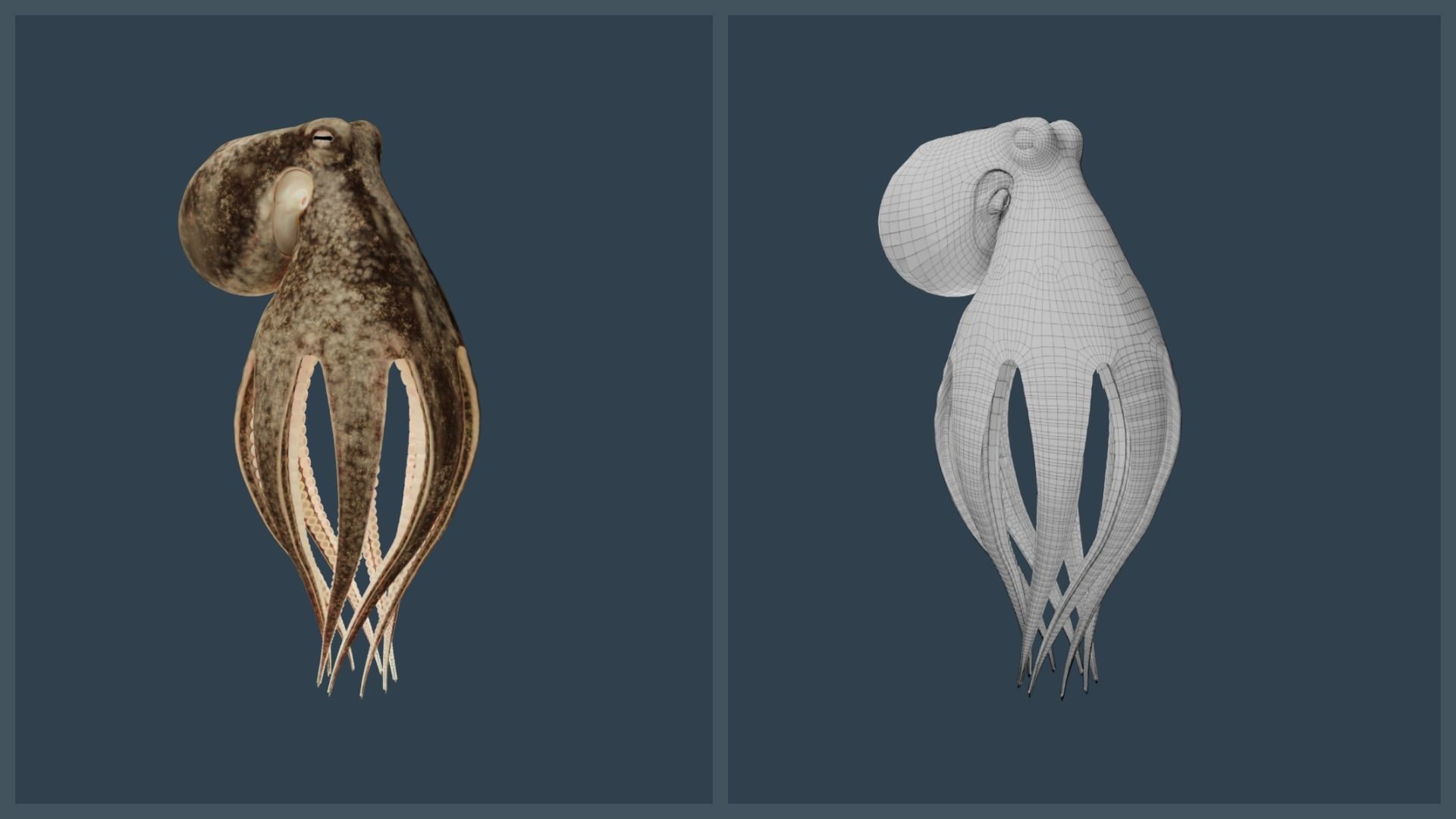 3D model Animated Southern Keeled Octopus VR / AR / low-poly | CGTrader