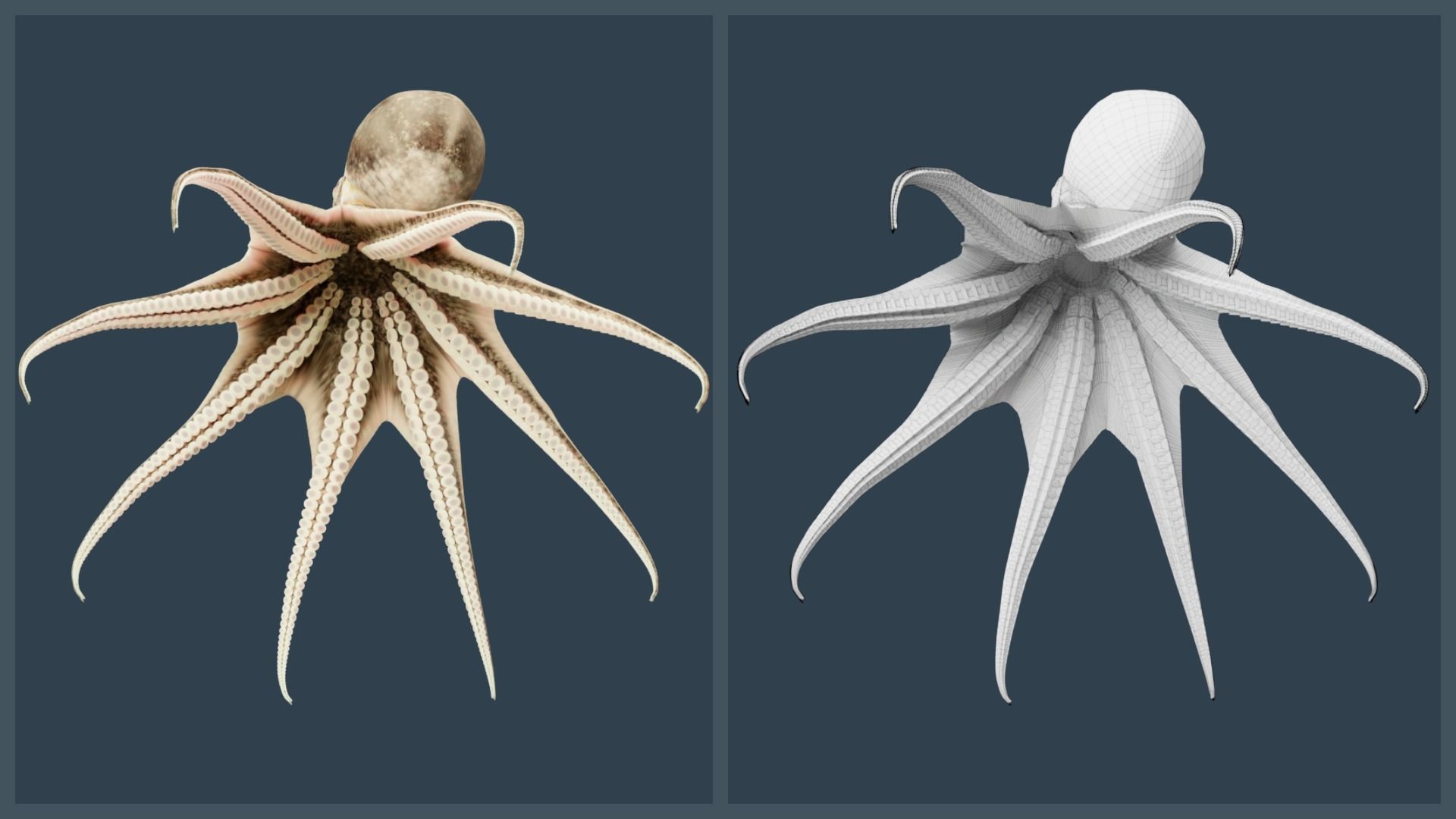 3D model Animated Southern Keeled Octopus VR / AR / low-poly | CGTrader