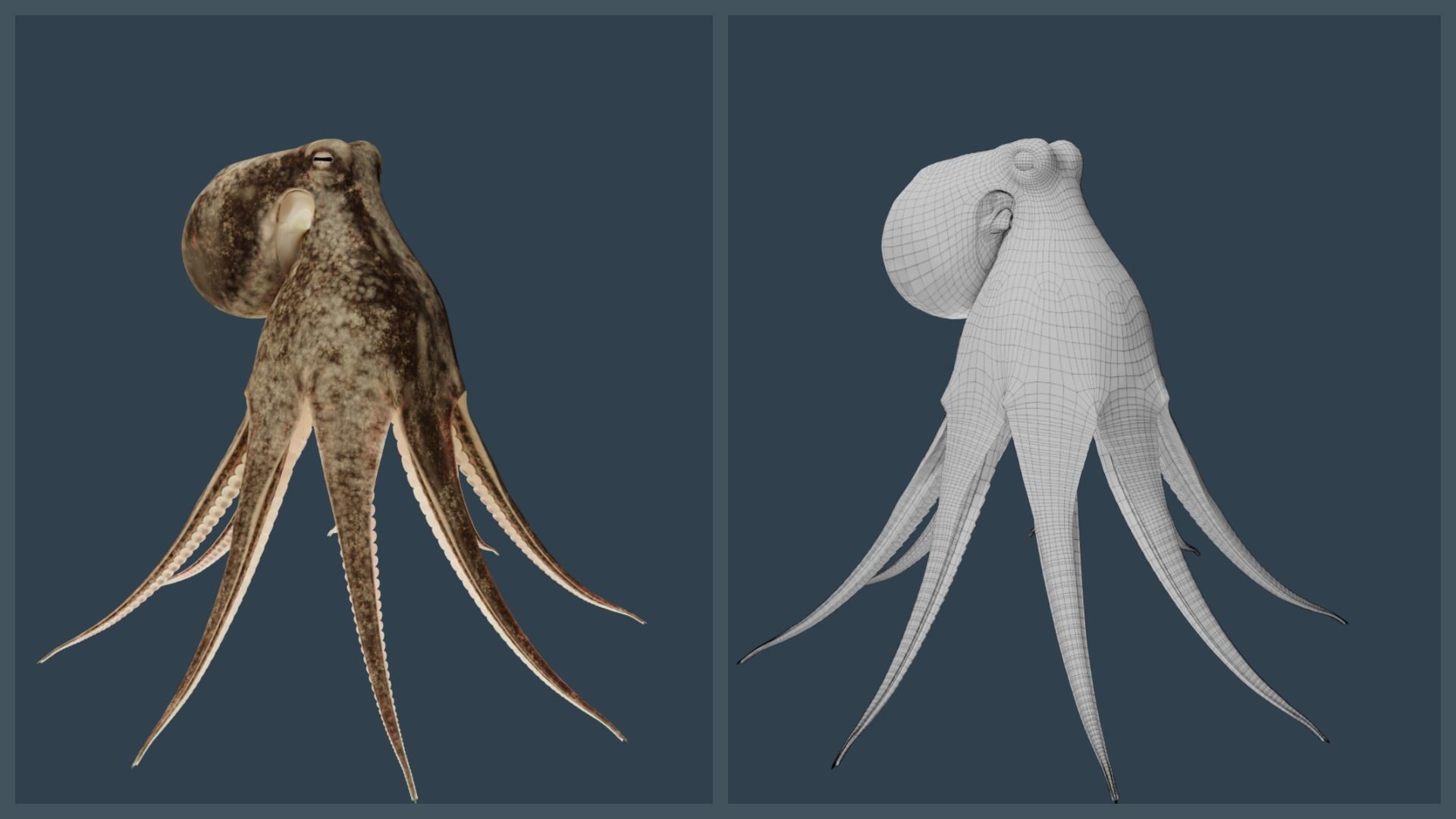 3D model Animated Southern Keeled Octopus VR / AR / low-poly | CGTrader