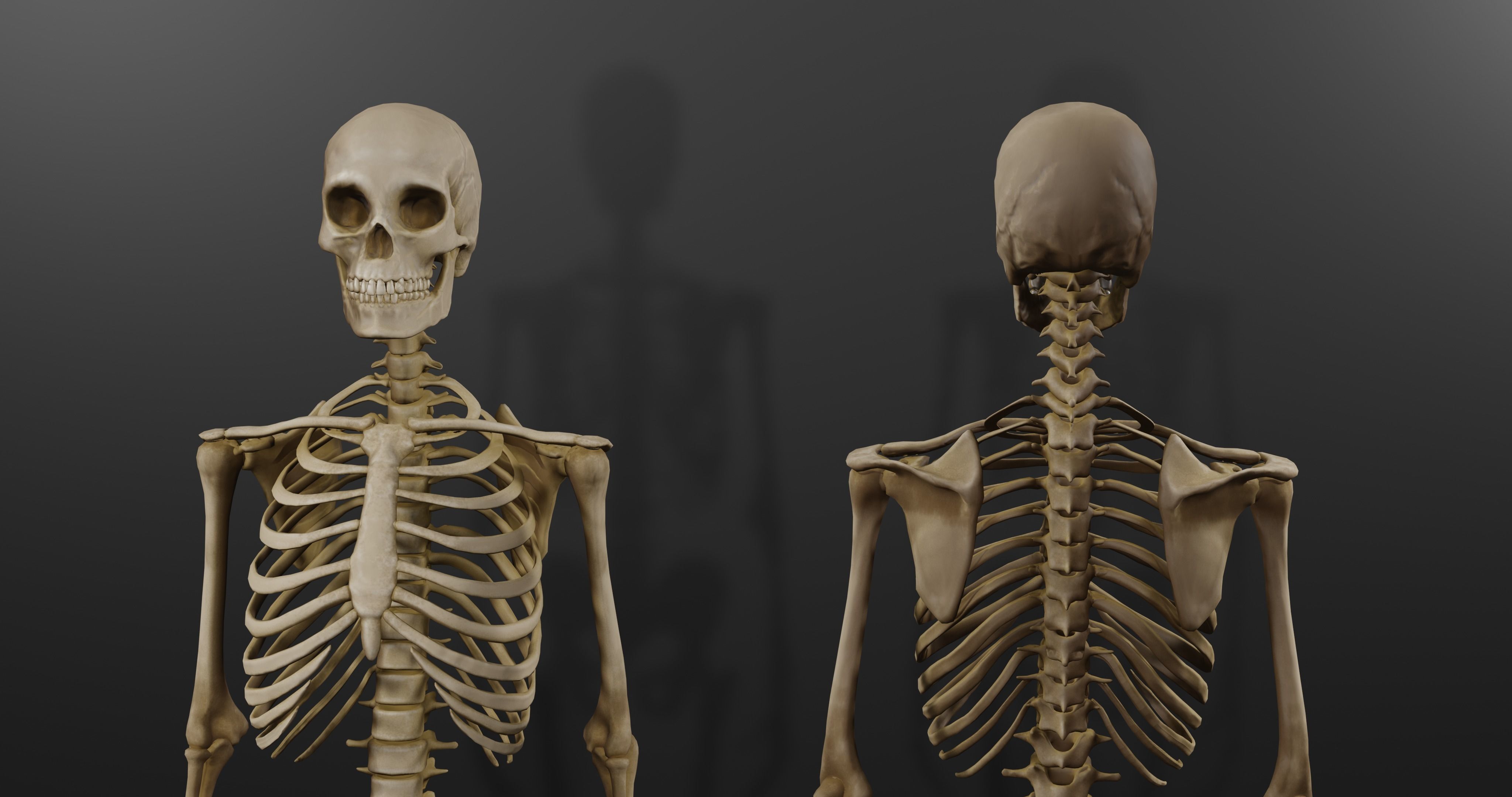 3D model Realistic Human Skeleton Caucasian Male VR / AR / low-poly ... 3D model Realistic Human Skeleton Caucasian Male VR / AR / low-poly ...