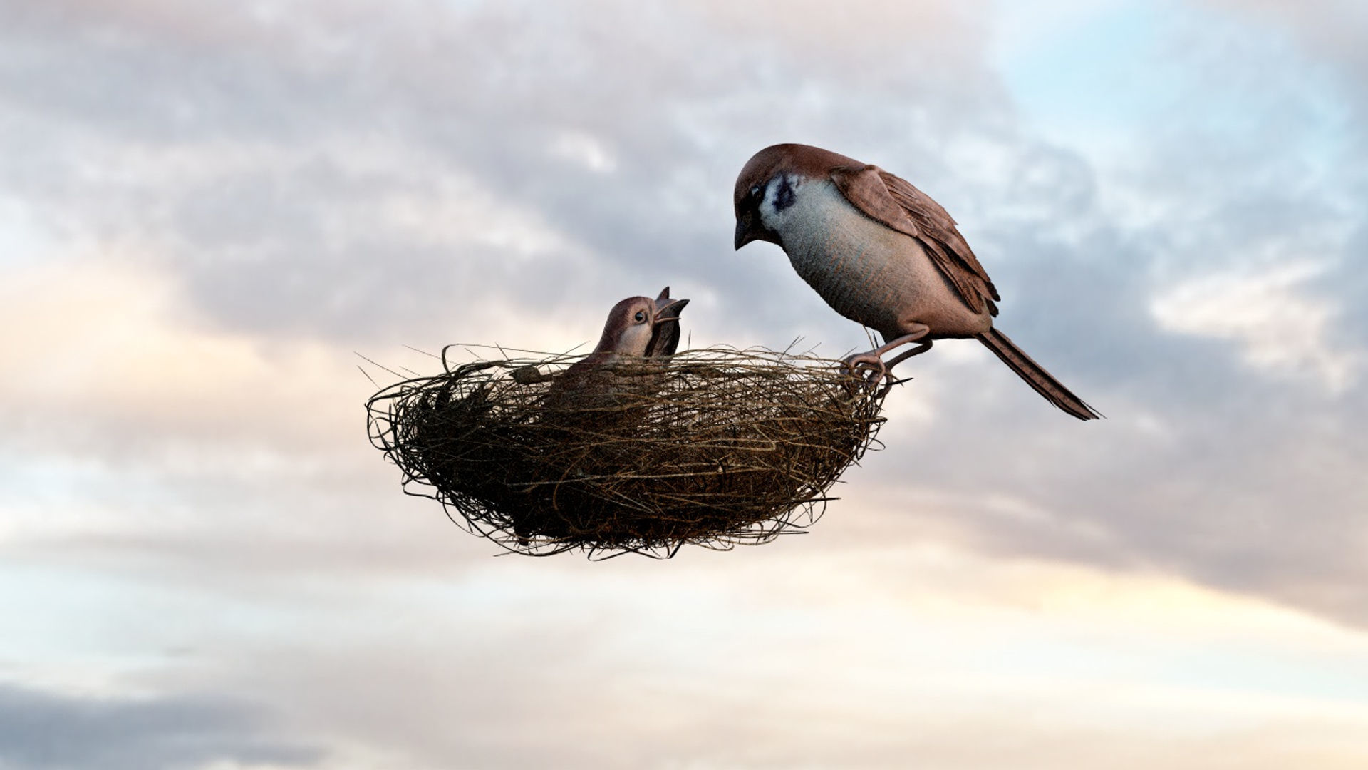 Birds Model - Scene 3D model - Bird 3D model animated rigged | CGTrader