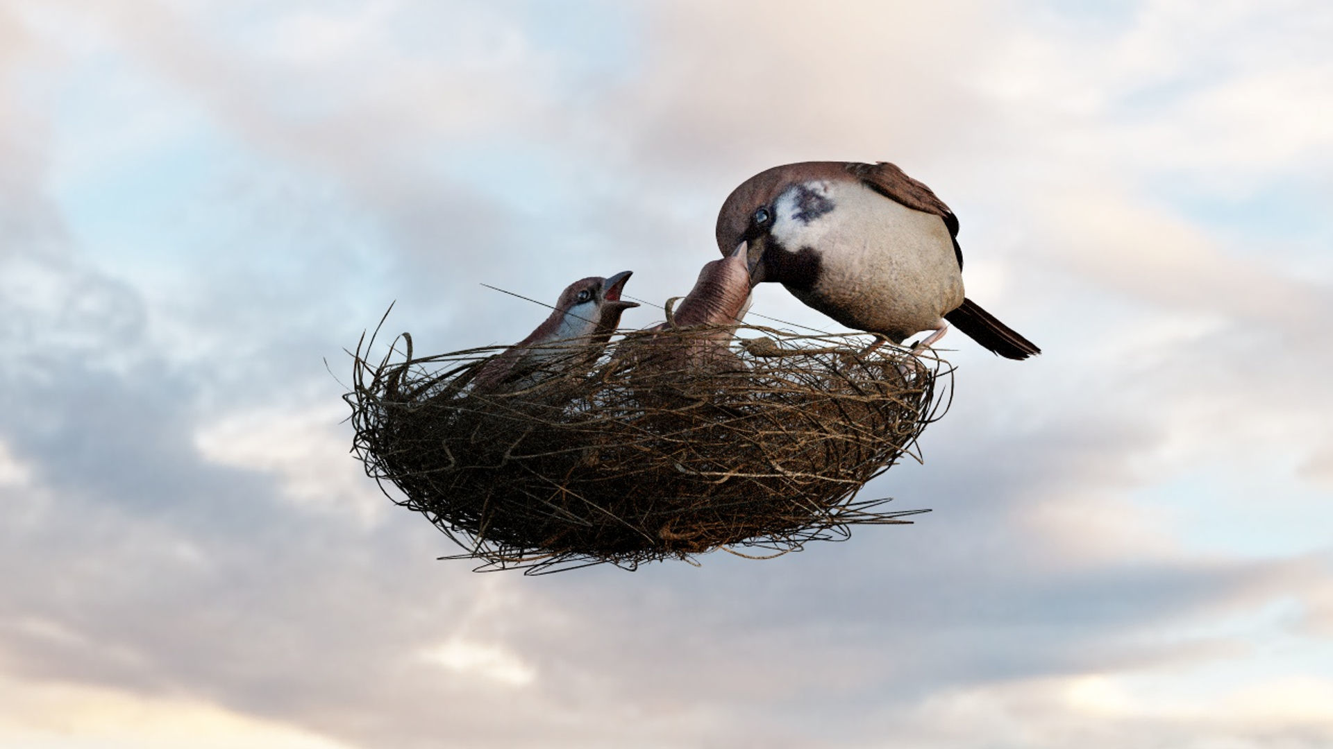 Birds Model - Scene 3D model - Bird 3D model animated rigged | CGTrader