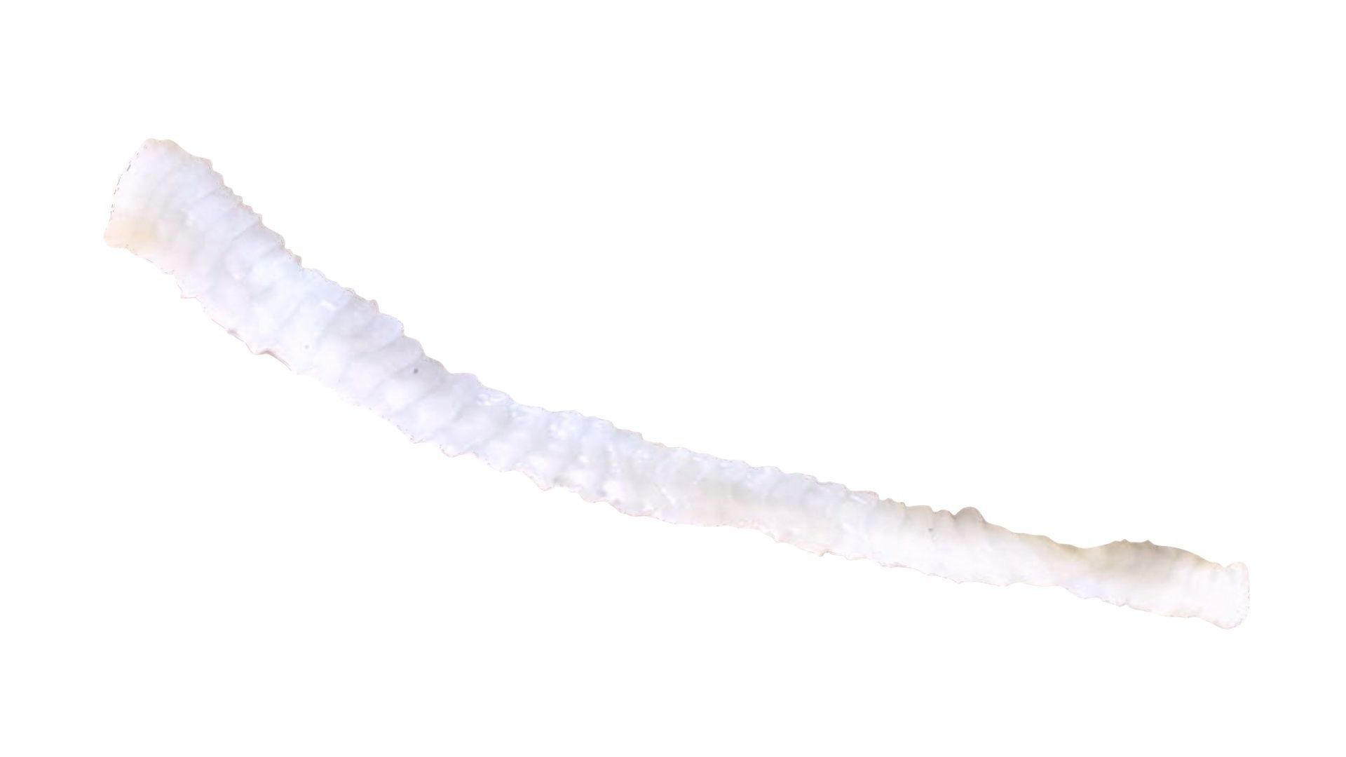 Tapeworm 3D model | CGTrader