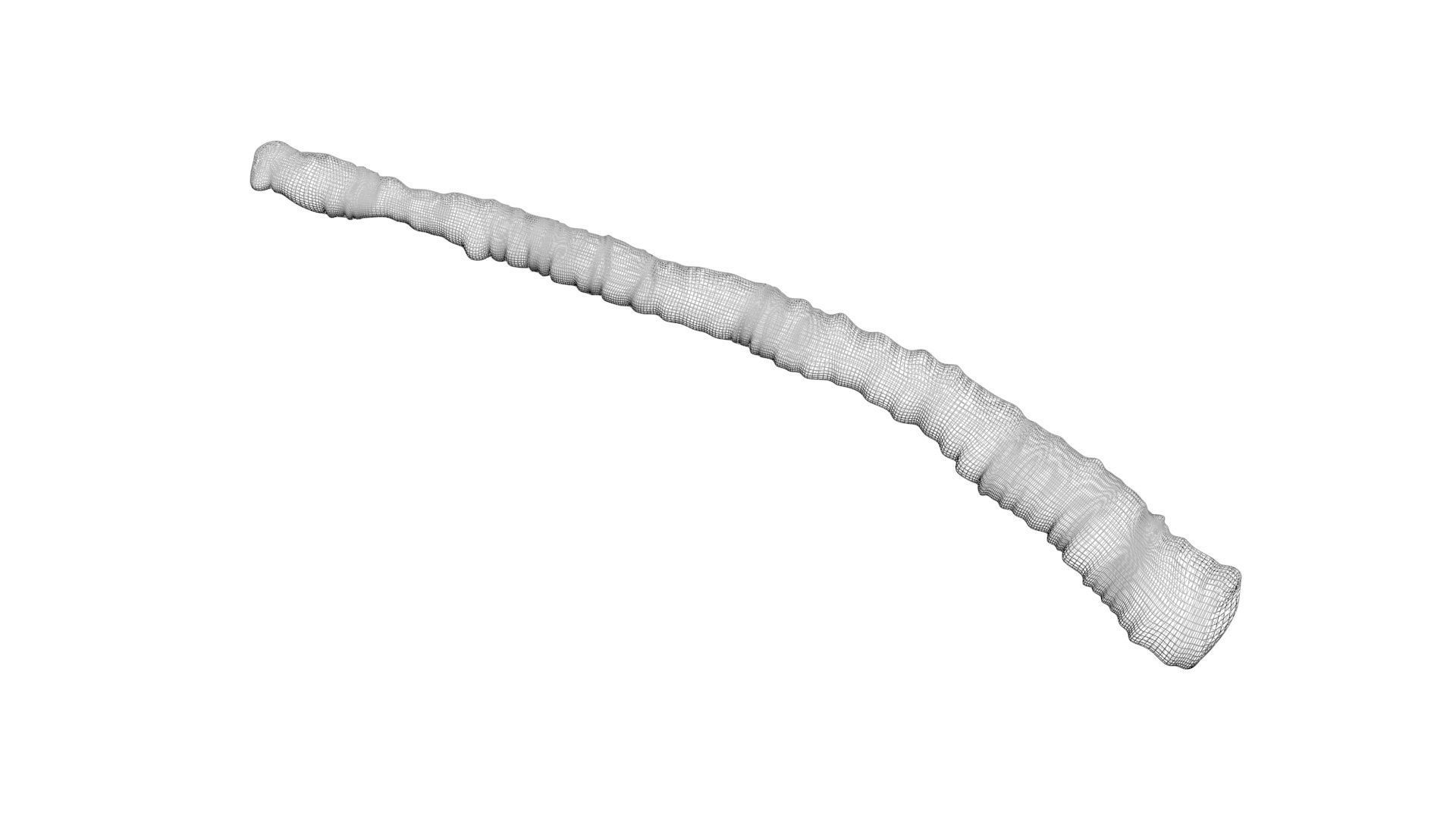 Tapeworm 3D model | CGTrader