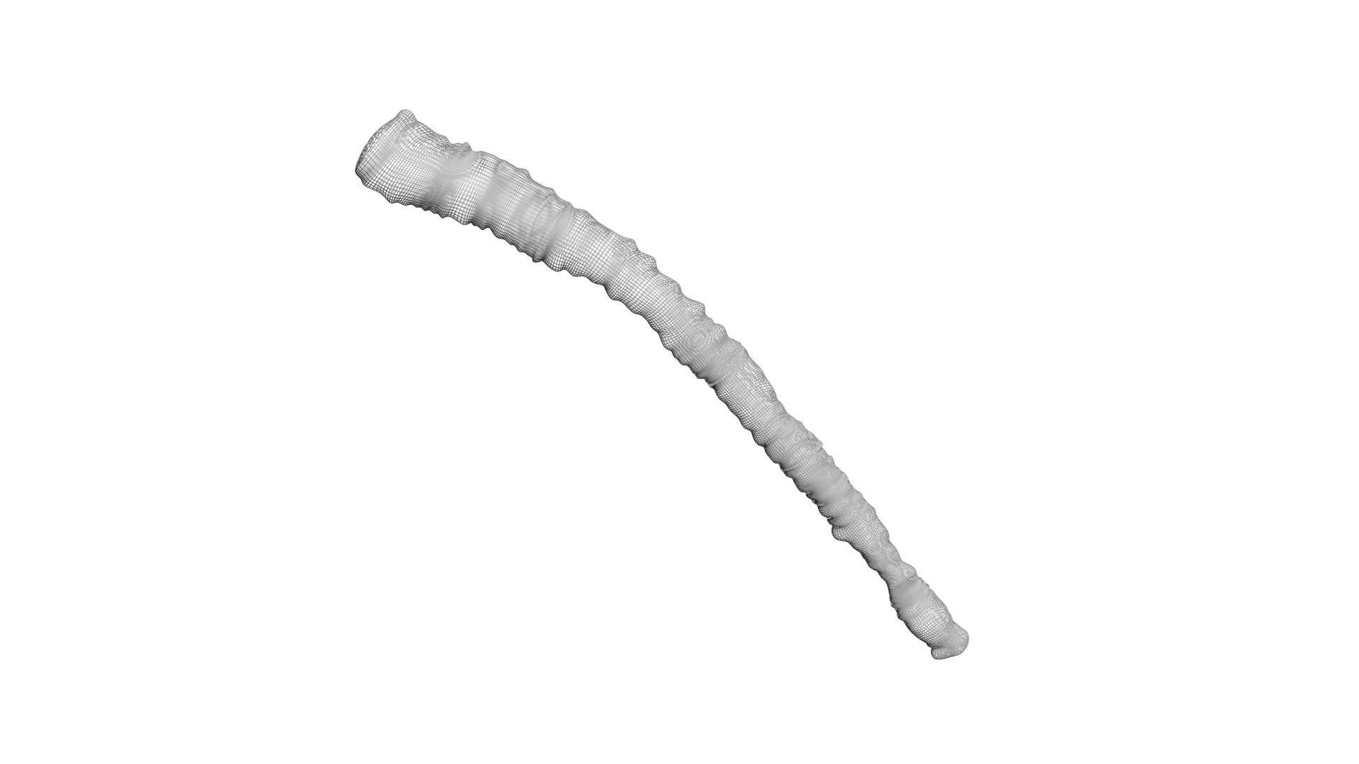 Tapeworm 3D model | CGTrader