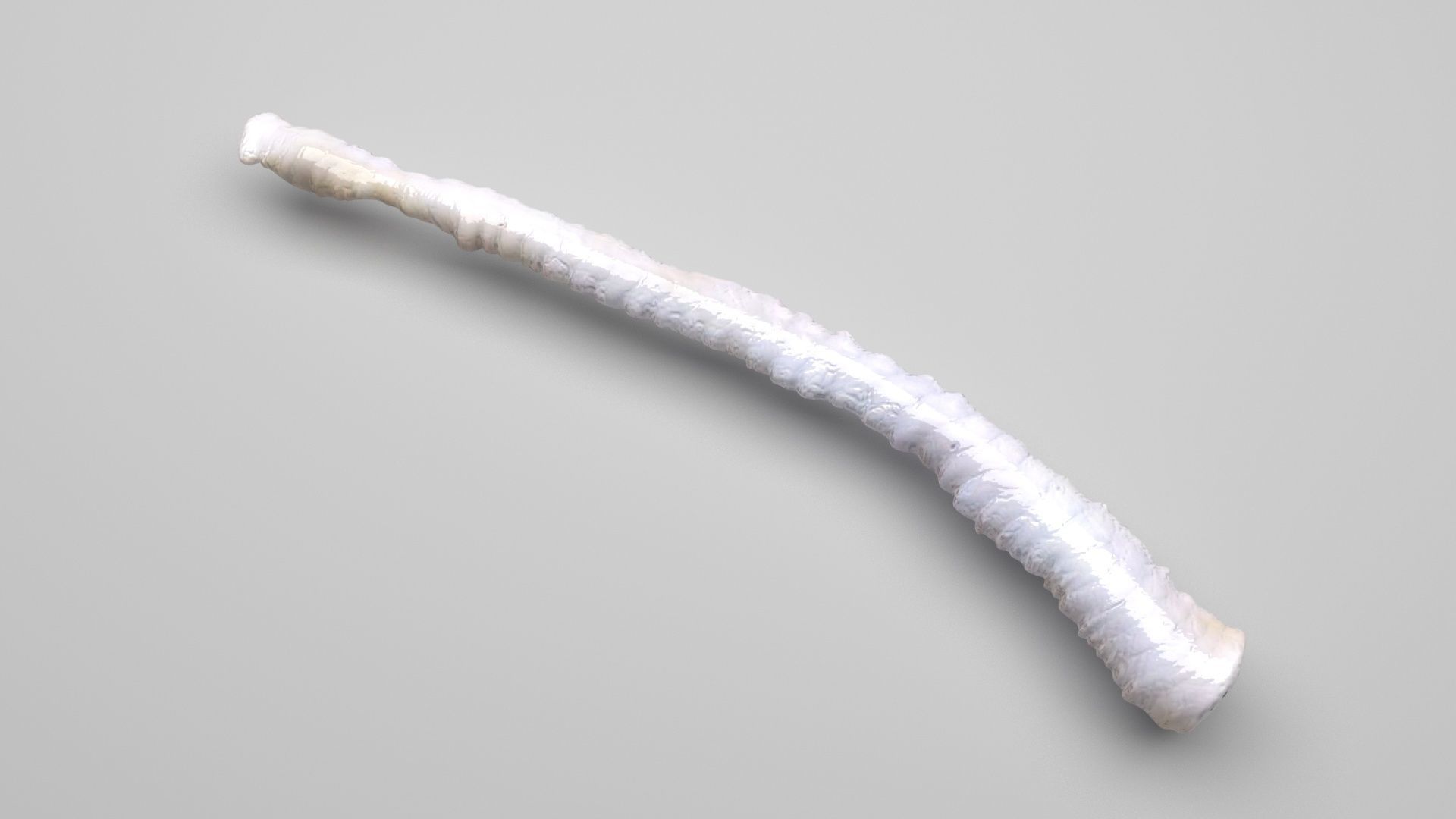 Tapeworm 3D model | CGTrader