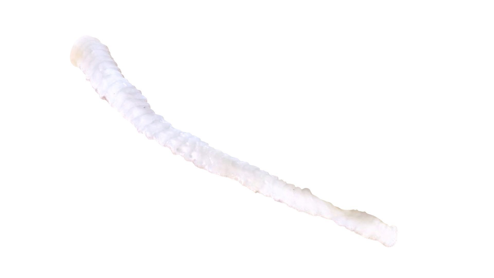 Tapeworm 3D model | CGTrader