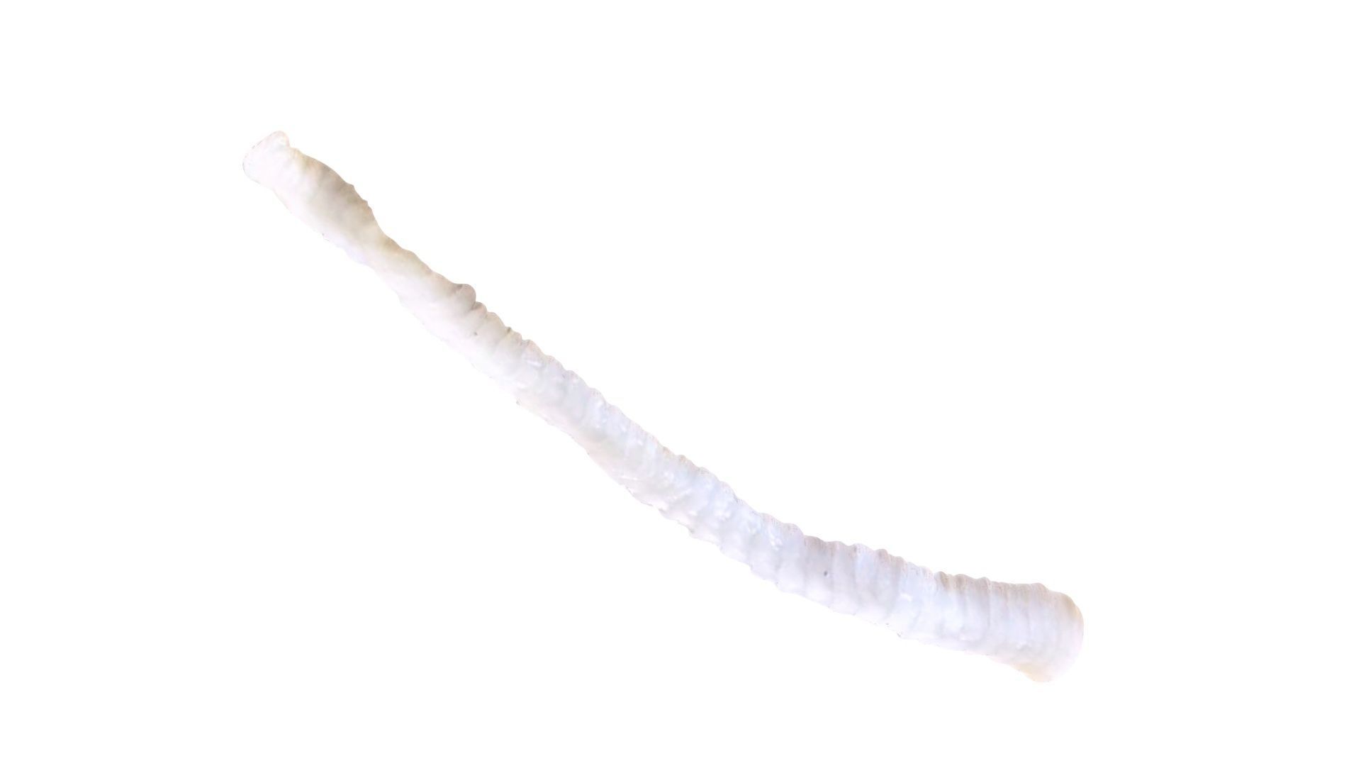 Tapeworm 3D model | CGTrader