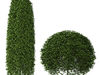 bush balls 3D model | CGTrader