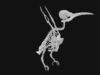 Hummingbird skeleton 3D model | CGTrader