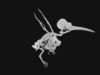 Hummingbird skeleton 3D model | CGTrader