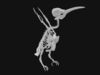 Hummingbird skeleton 3D model | CGTrader