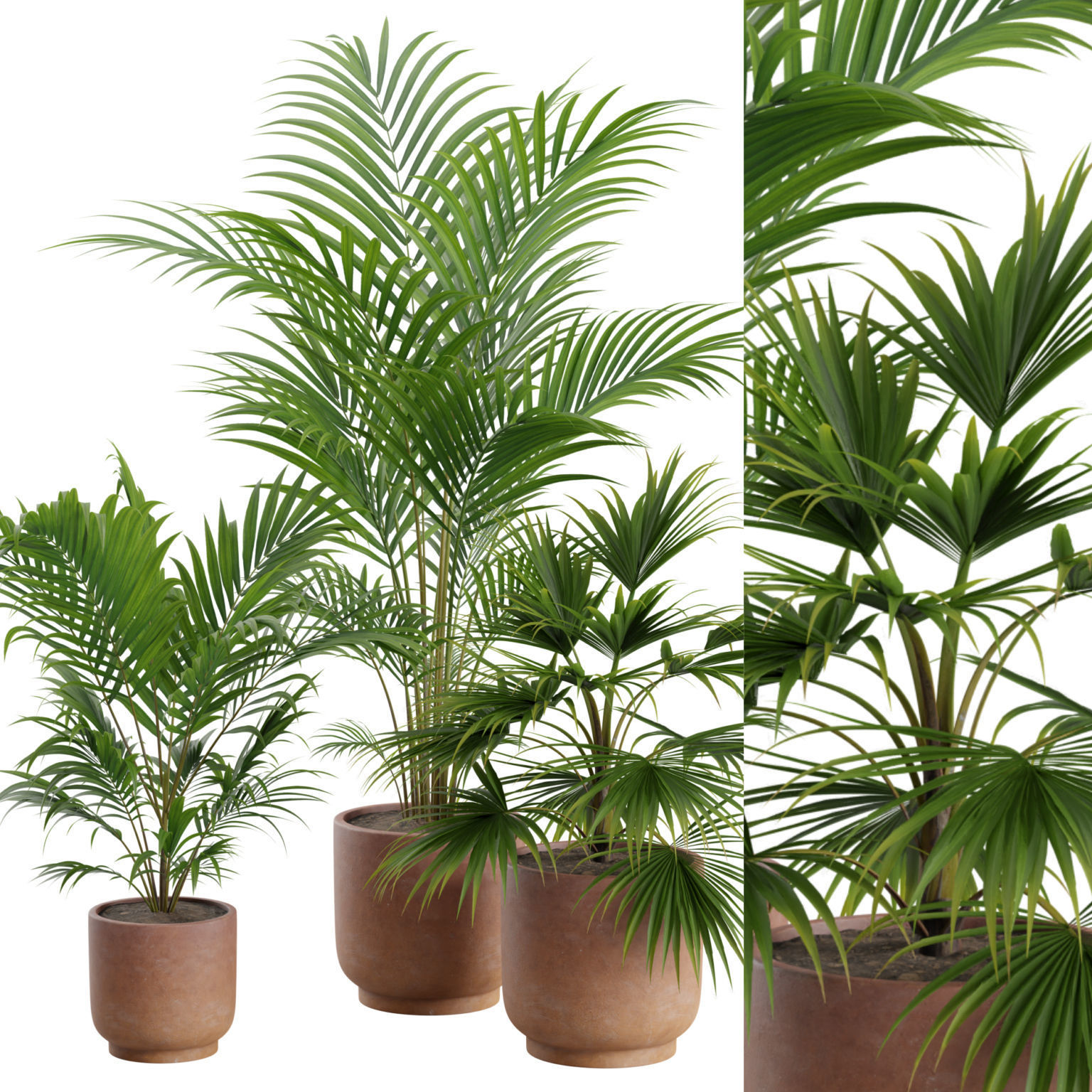 Indoor Plants Pack 34 3D model | CGTrader