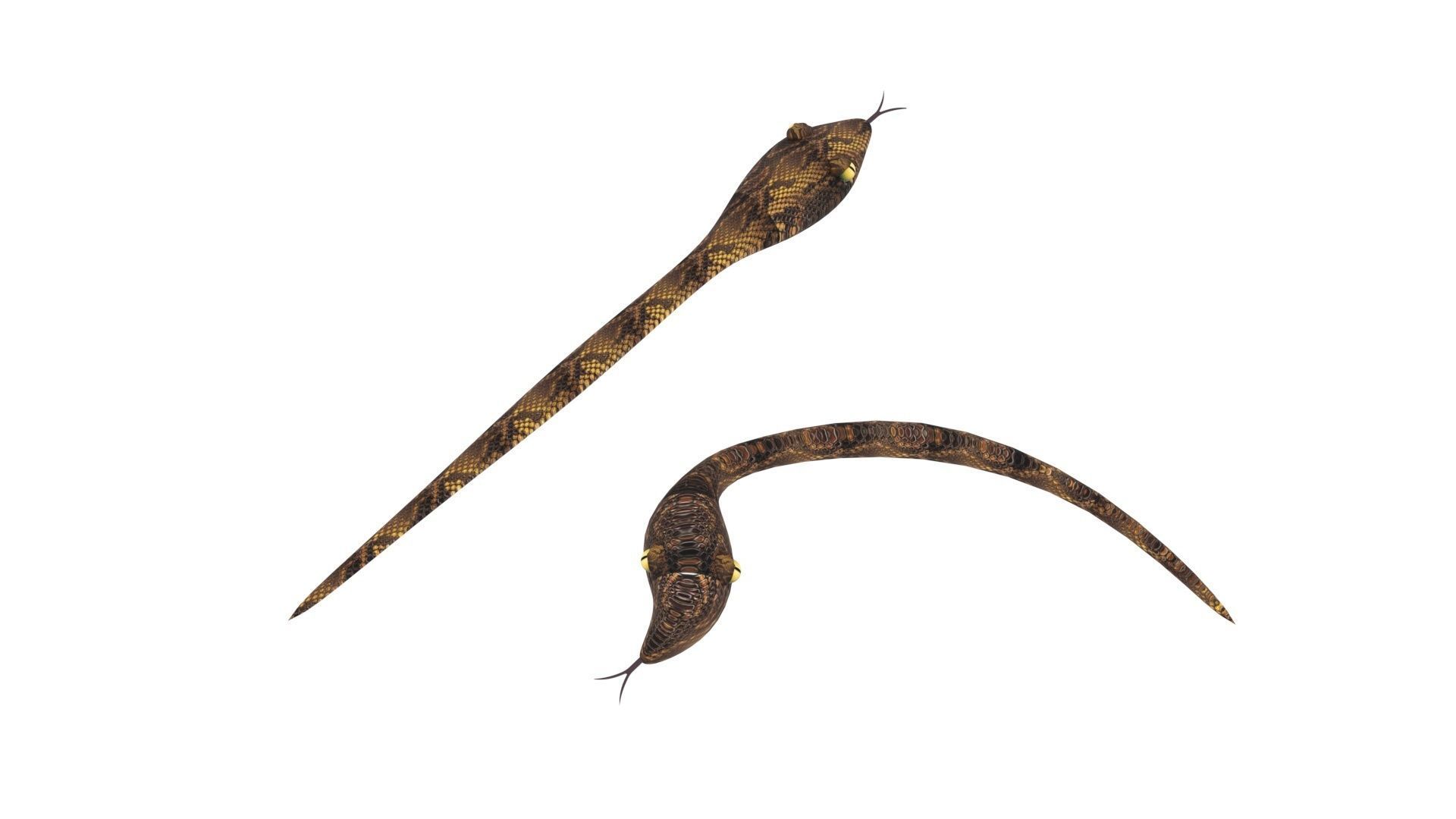 Snake With Straight Snake 3D model | CGTrader