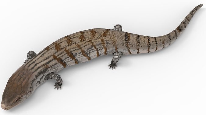 Lizard 3D model | CGTrader