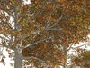 Autumn Quercus imbricaria Oak Fall Trees 3D model | CGTrader