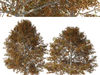 Autumn Quercus imbricaria Oak Fall Trees 3D model | CGTrader