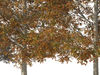 Autumn Quercus imbricaria Oak Fall Trees 3D model | CGTrader