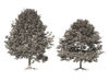 Autumn Quercus imbricaria Oak Fall Trees 3D model | CGTrader