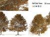 Autumn Quercus imbricaria Oak Fall Trees 3D model | CGTrader