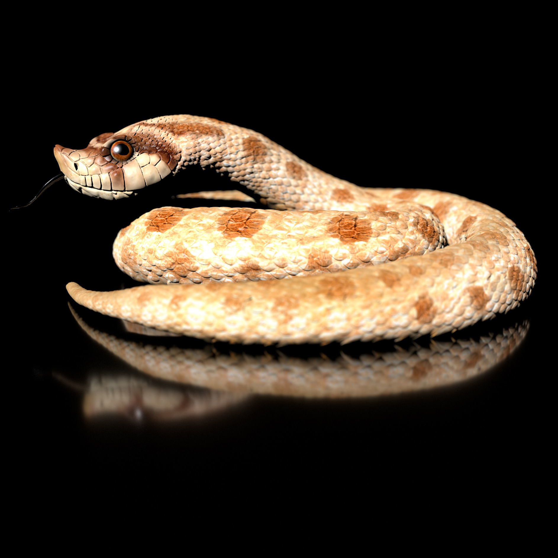 Hognose Snake - Heterodon Nasicus-Highpolygon 3D model fullsize 3D ...