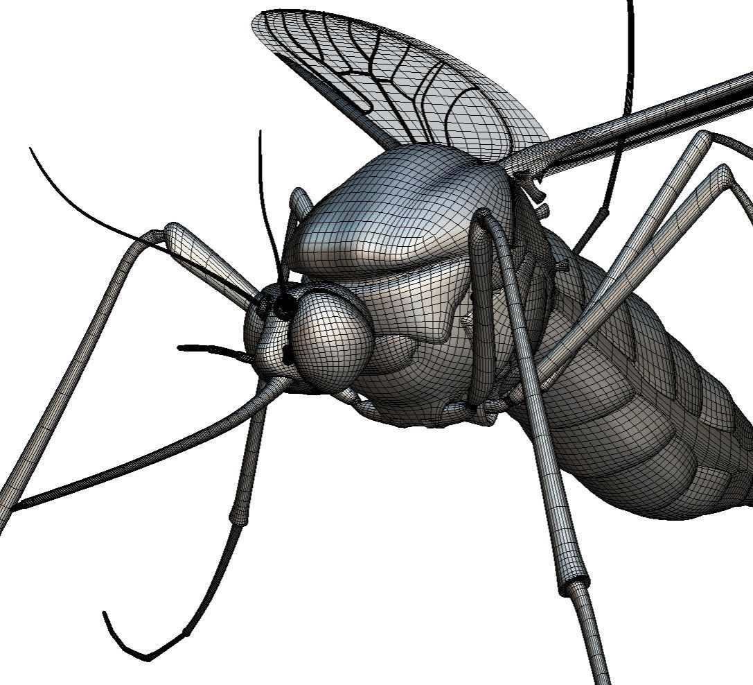 3D model High Poly Big Realistic Mosquito VR / AR / low-poly | CGTrader
