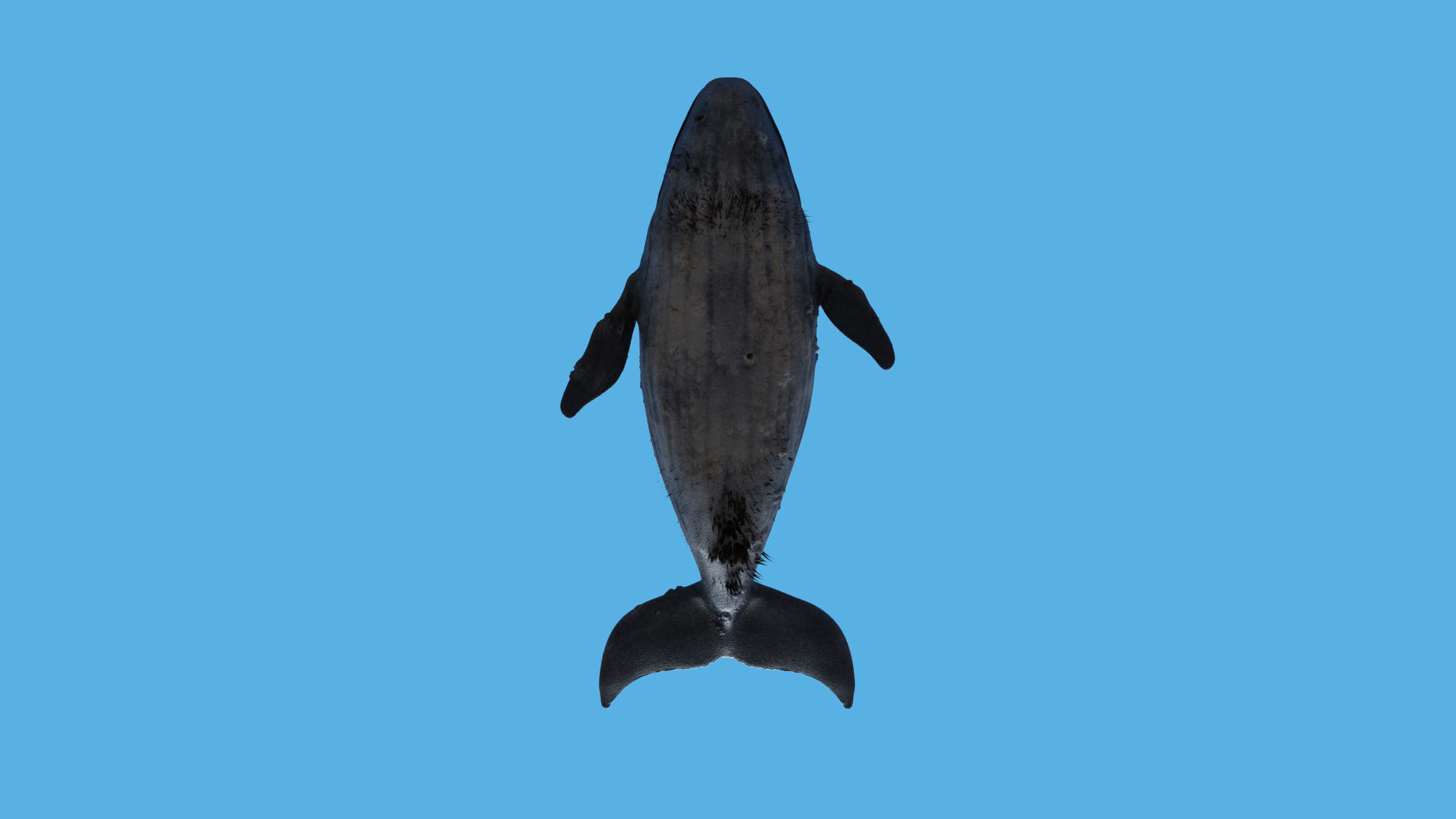 3D model CGI Whale with option to add retractable birdlike wings VR ...