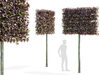 Fagus sylvatica purpurea pleached 3D model | CGTrader