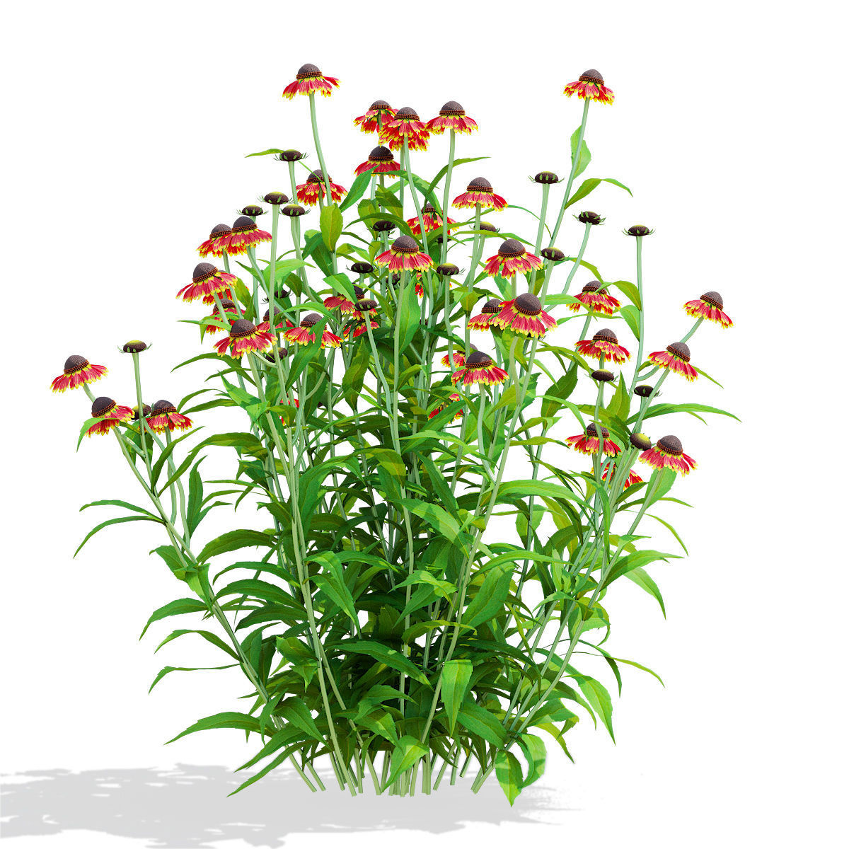 Helenium hybride 2 3D model | CGTrader