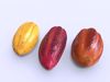 3D model Cocoa fruit VR / AR / low-poly | CGTrader