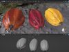 3D model Cocoa fruit VR / AR / low-poly | CGTrader