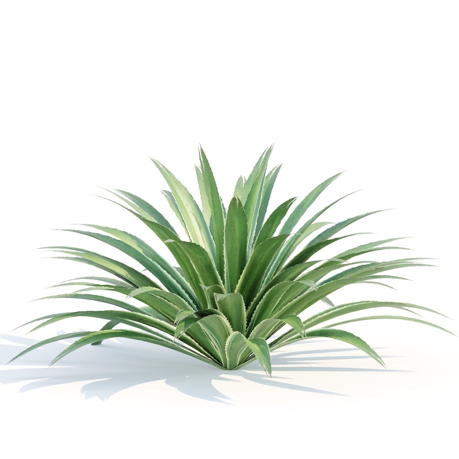 plants for free vol 1 free VR / AR / low-poly 3D model | CGTrader