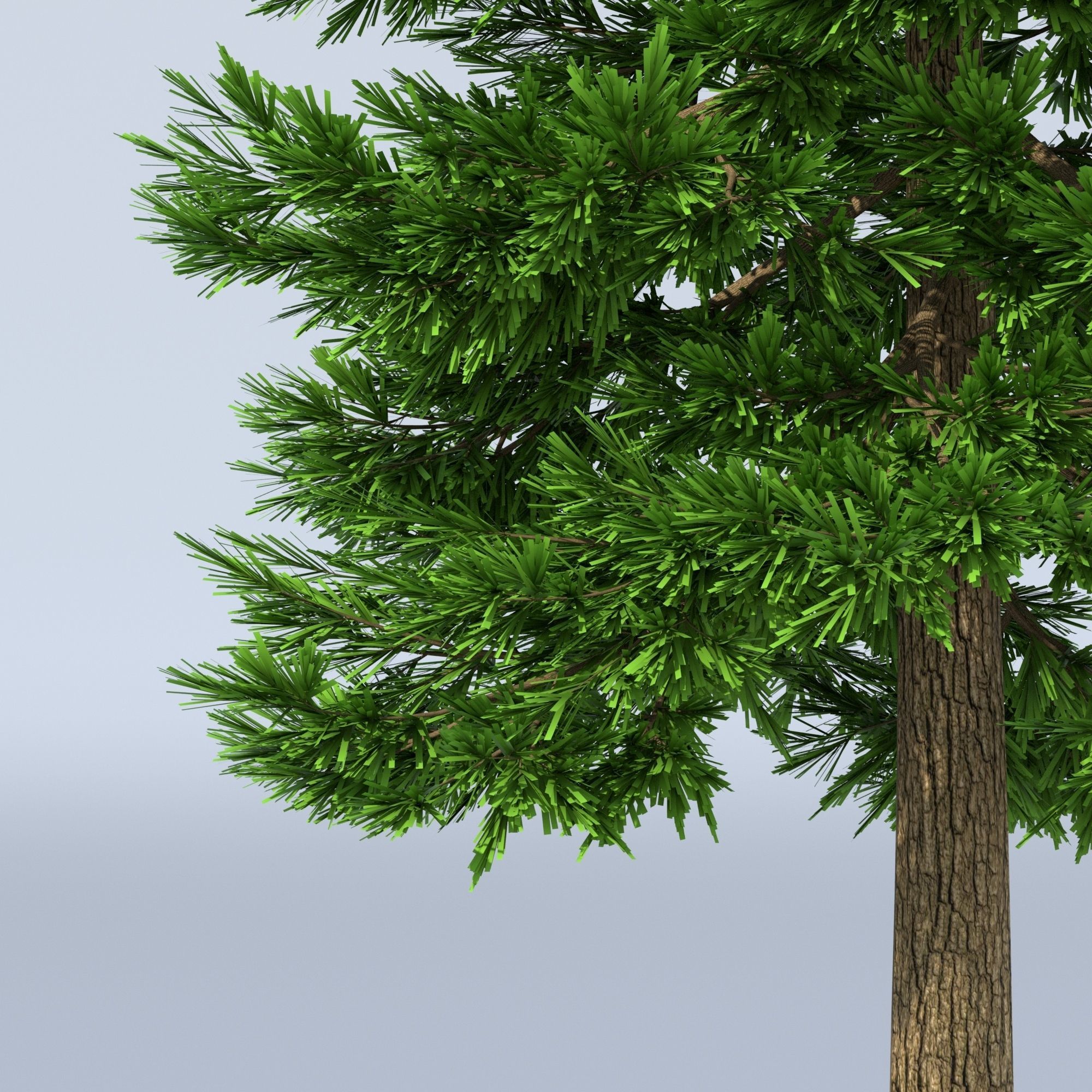 Pine Tree Pack of 3 3D model | CGTrader