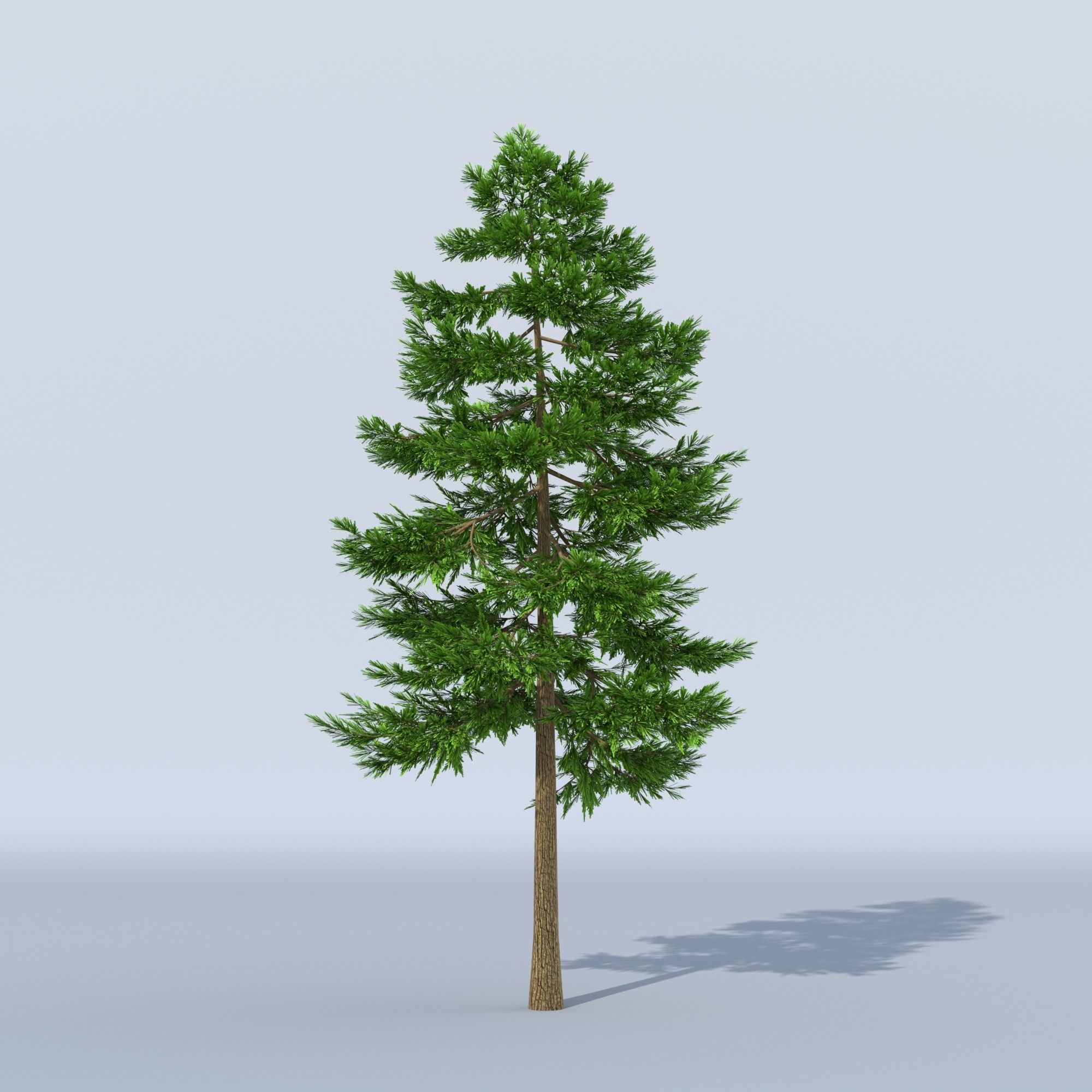 Pine Tree Pack of 3 3D model | CGTrader