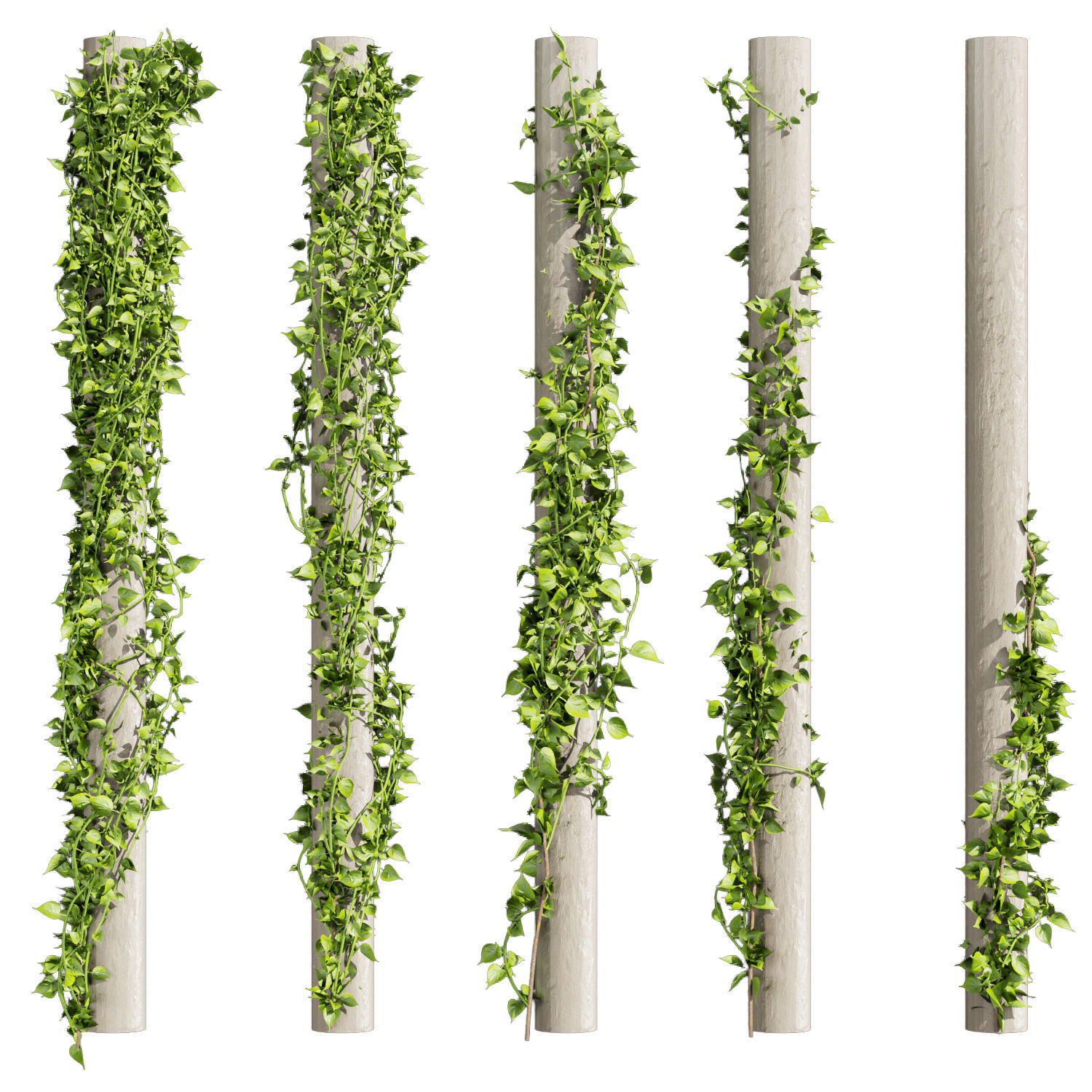 Collection plant vol 421 - pothos - outdoor - leaf - fitowall 3D model | CGTrader