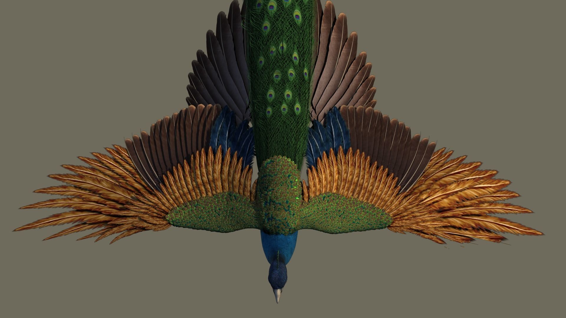 Peacock 3D model in flight 3D model rigged | CGTrader