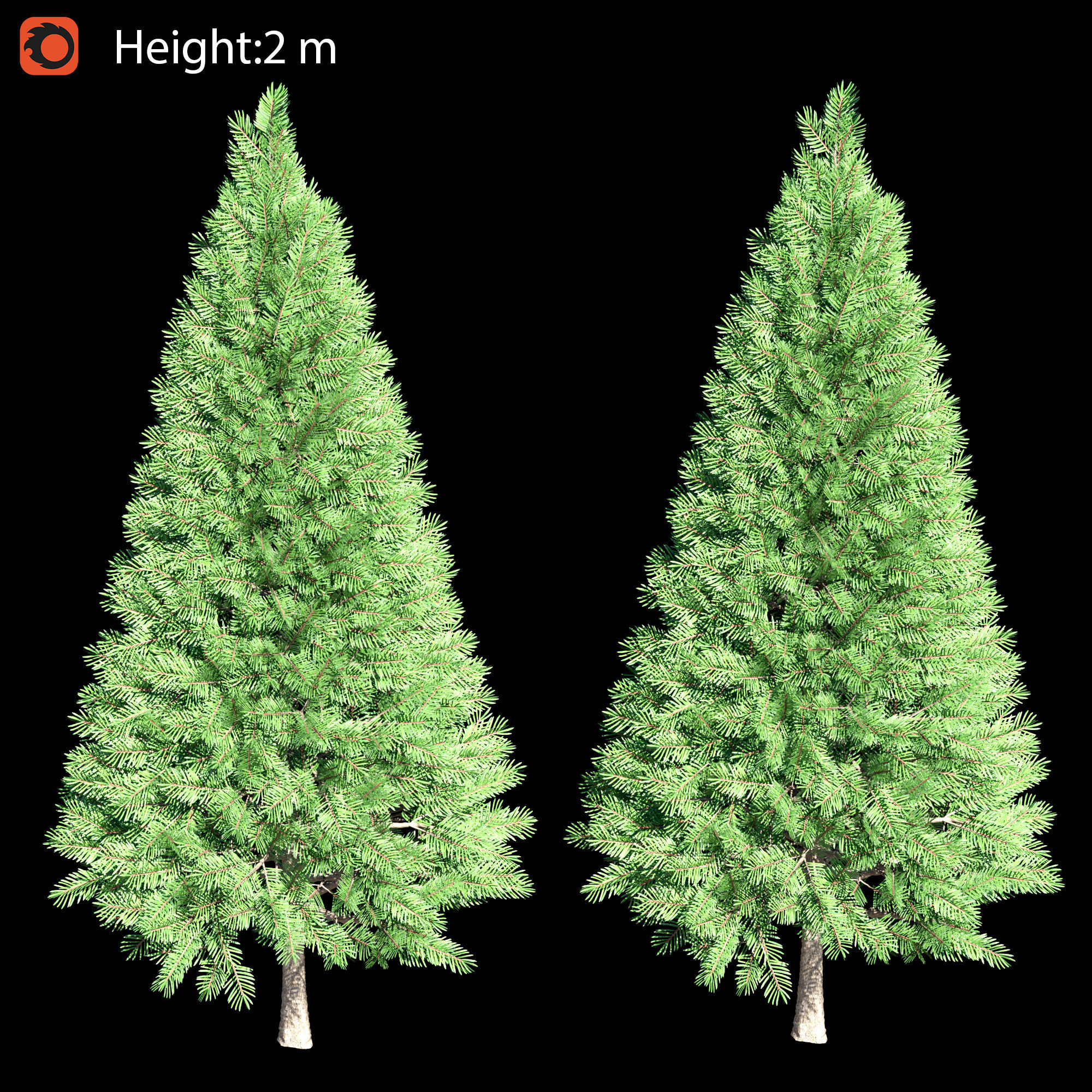 Name Tree Balsam fir 3D model | CGTrader